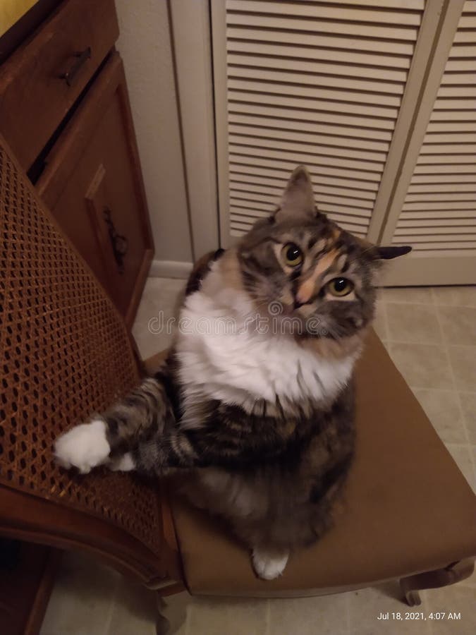 Well Mannered Kitty Standing on a Chair Stock Illustration ...