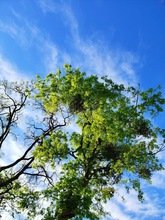 A Well-nurtured Oak Tree stock photo. Image of nurtured - 190735466