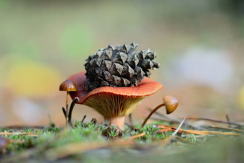 Well perched stock photo. Image of boletus, grass, yellow - 40021034