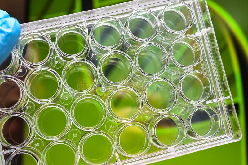 24-well Plate for Cell Culture Studies Stock Photo - Image of medicine ...