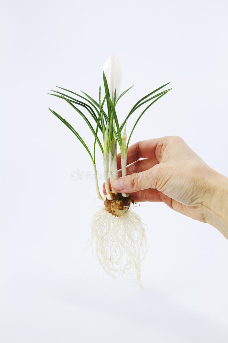 Crocus Life Cycle Stock Photos - Free & Royalty-Free Stock Photos from ...