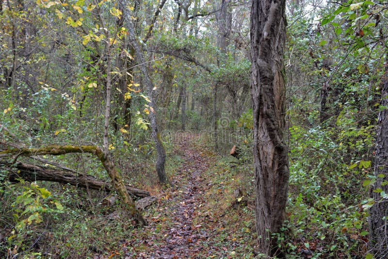 Path in the Woods stock image. Image of outdoor, trees, hiking - 3757