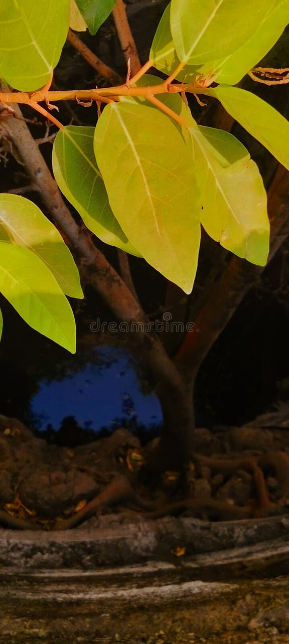 Well and tree upon that stock photo. Image of farm, tree - 376324532