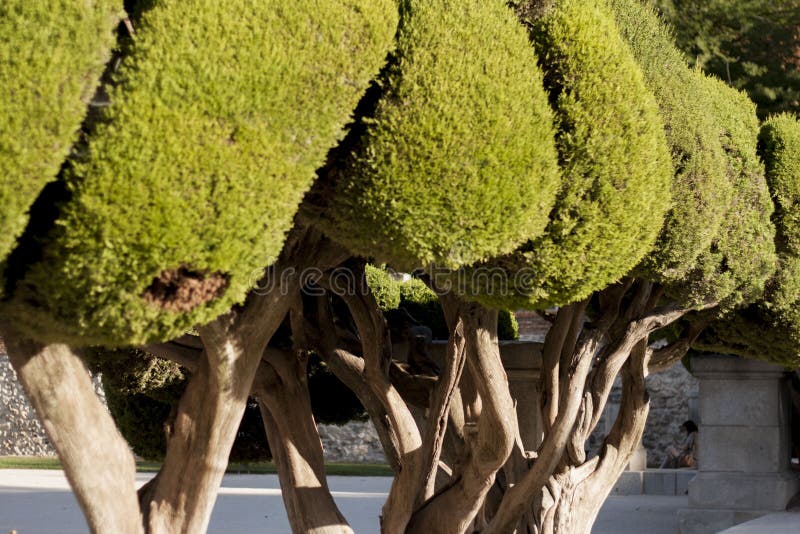 Well Trimmed Garden Bushes stock image. Image of park - 76336697