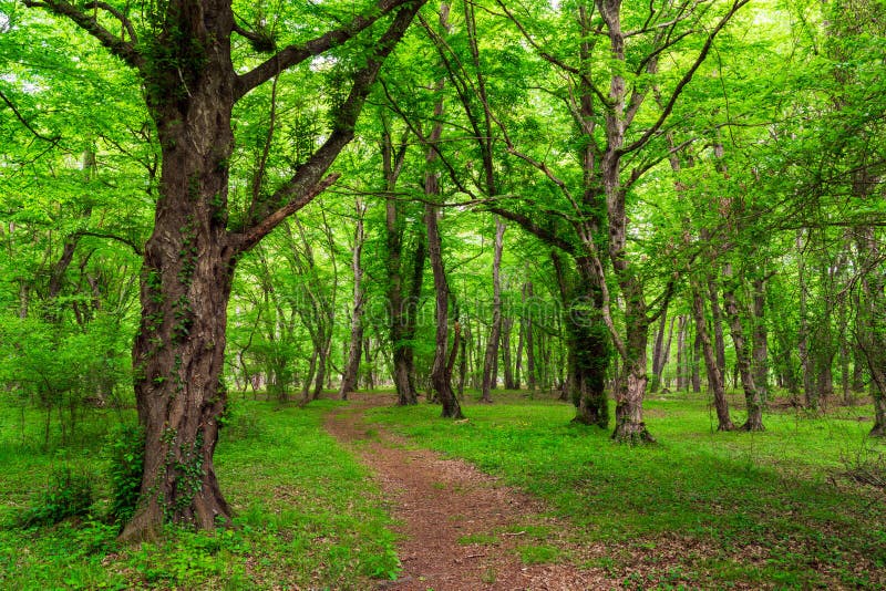 Well Trodden Hiking Path Bright Green Forest Stock Photos - Free ...