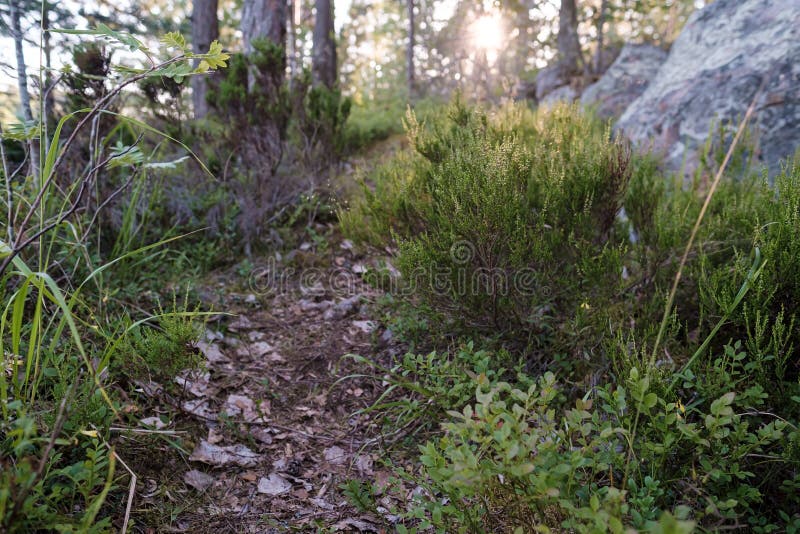 Well-trodden Path through the Cornfield Stock Image - Image of rural ...