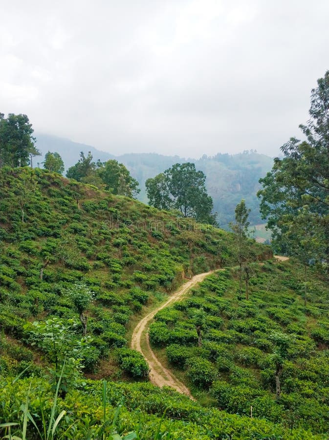 Well-trodden Path on a Green Hill in the Jungle Stock Image - Image of ...