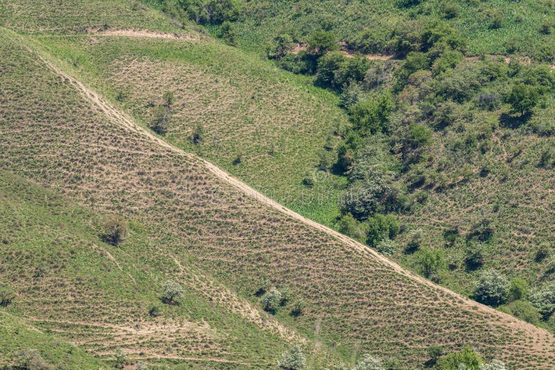 A Well-trodden Path on the Side of a Mountain Hill among the Vegetation ...