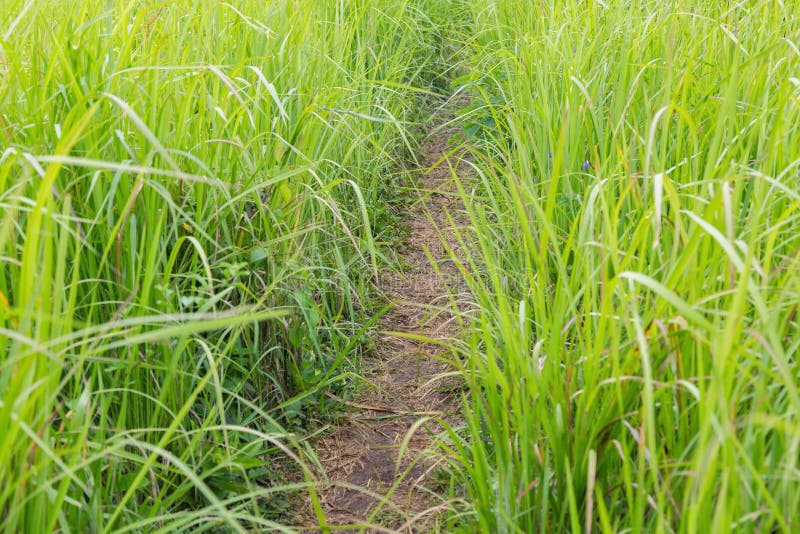 A Well-trodden Path on the Side of a Mountain Hill among the Vegetation ...