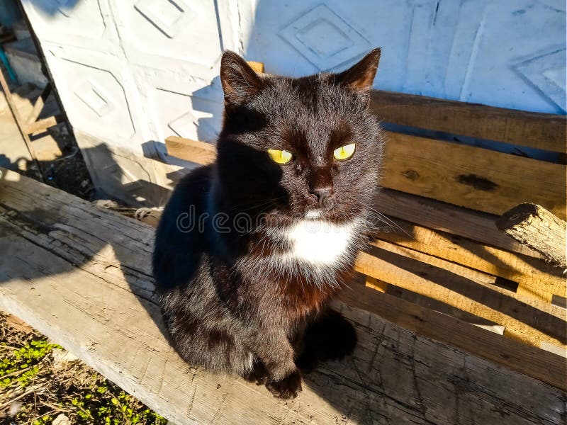 Well, a Very Serious Cat in Front of the Camera Stock Image - Image of ...