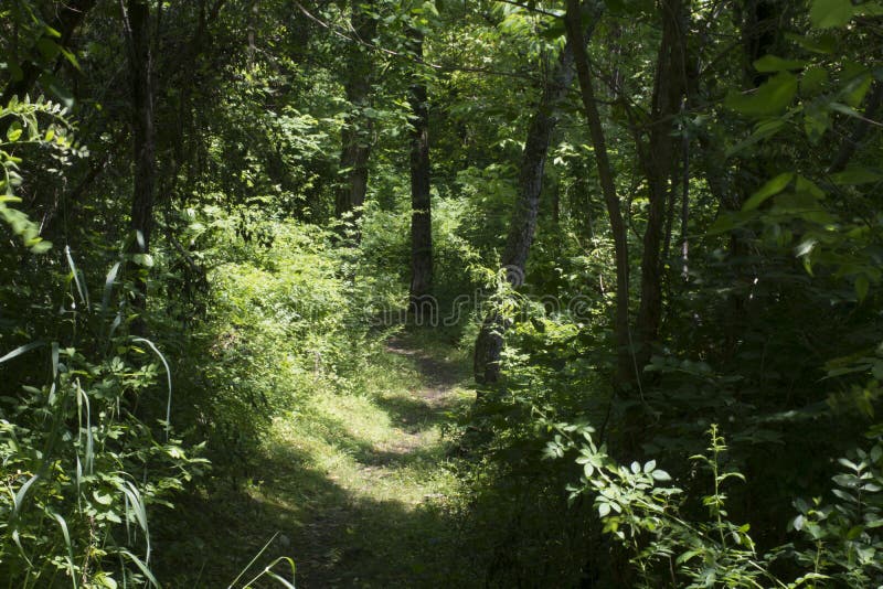 Worn Hiking Trail in the Forest Stock Image - Image of bordered, dense ...