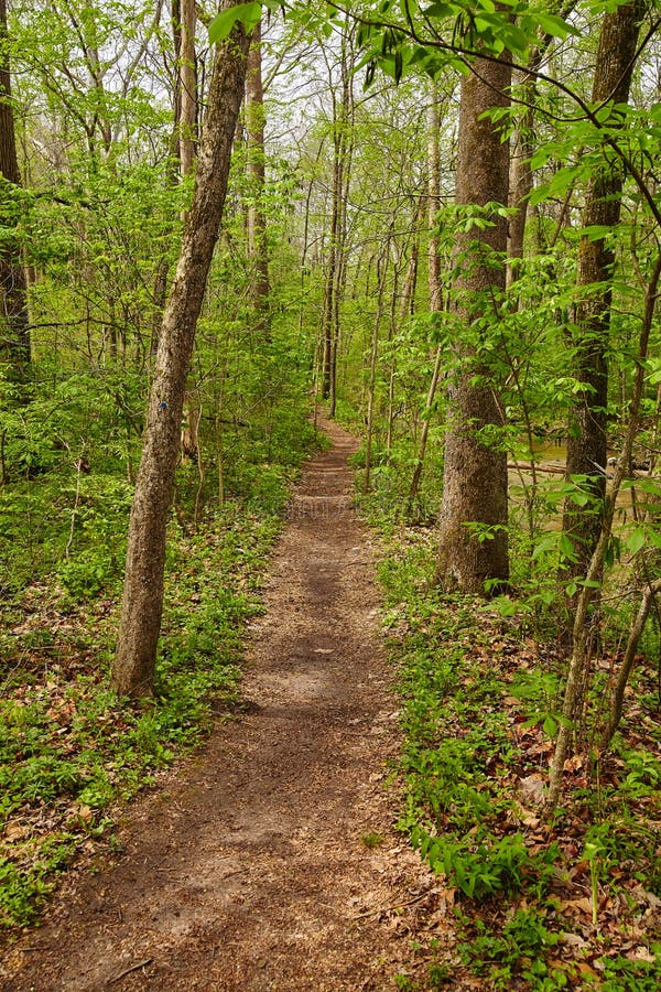 Well-worn Path Cuts through Young Green Forest Stock Photo - Image of path, trunk: 231505312