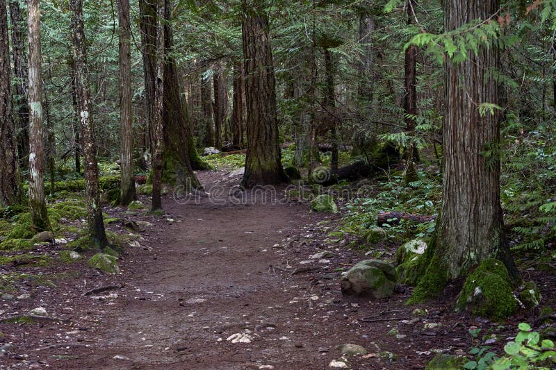 Englishman River Falls Provincial Park Path through the Forest. Stock ...