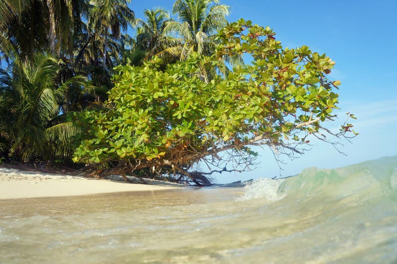 Welle Auf Strand Mit Tropischer Vegetation Stockfoto - Bild von üppig ...
