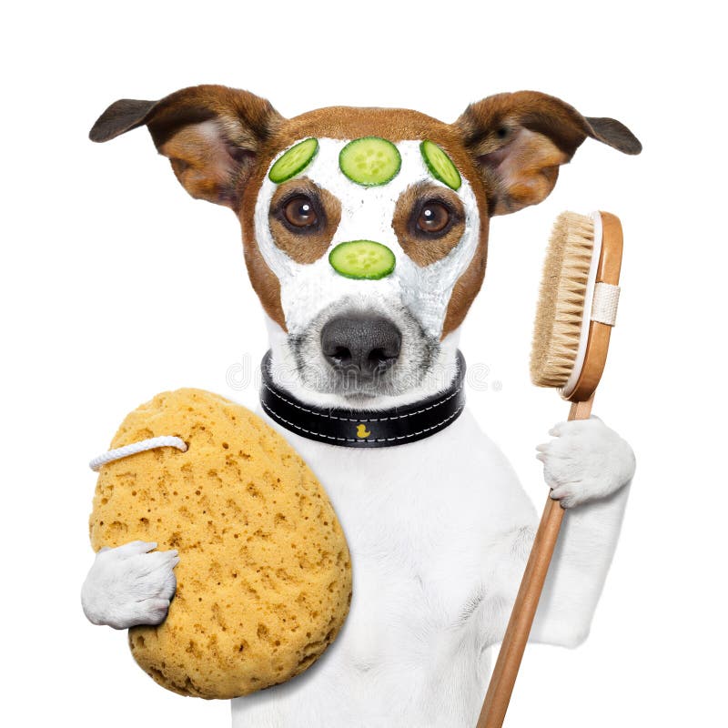 Wellness Spa Wash Sponge Dog Stock Image - Image of cleaning, bathroom ...