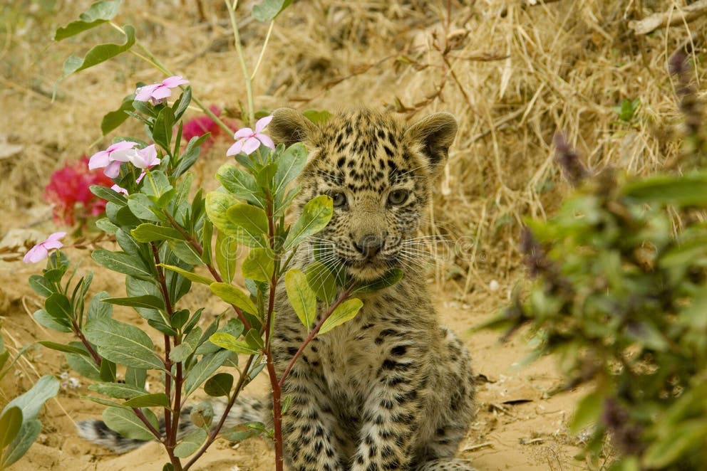 Welp Van De Kat Van De Luipaard Stock Foto - Image of noord, wildernis ...