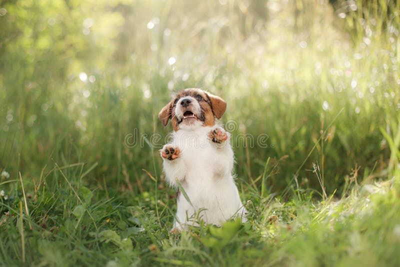 Welpe Jack Russel Terrier in Der Natur Stockfoto - Bild von grün ...