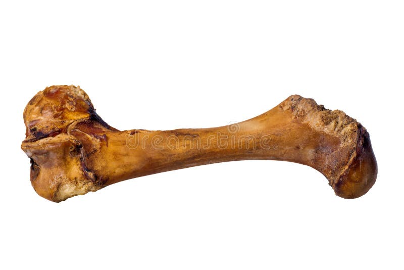 Hundeknochen stockbild. Bild von knorpel, makro, hund - 11003173