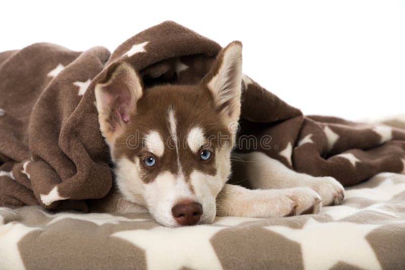 Tired Sibiran Husky Puppy on White Background Stock Image - Image of ...