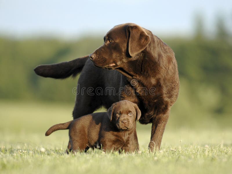 Welpe Und Mutter Brown-Labrador Stockfoto - Bild von hunde, kopf: 23003448