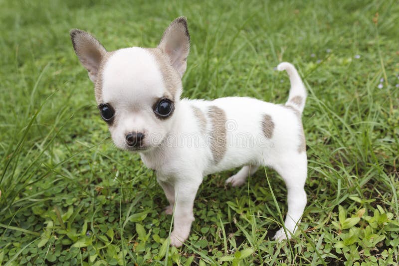 Welpen-Chihuahua stockbild. Bild von nave, welpe, freundschaft - 22578621