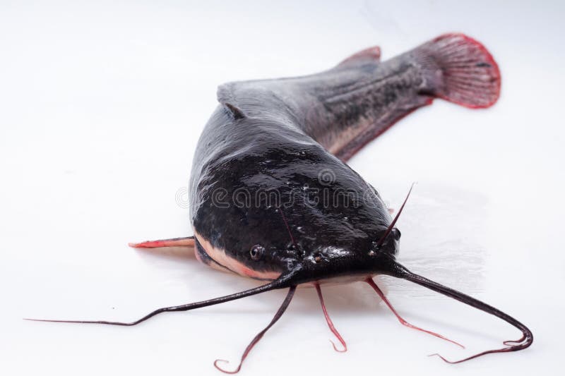 Wels stockfoto. Bild von barbe, bart, essen, fische, reise - 36310976