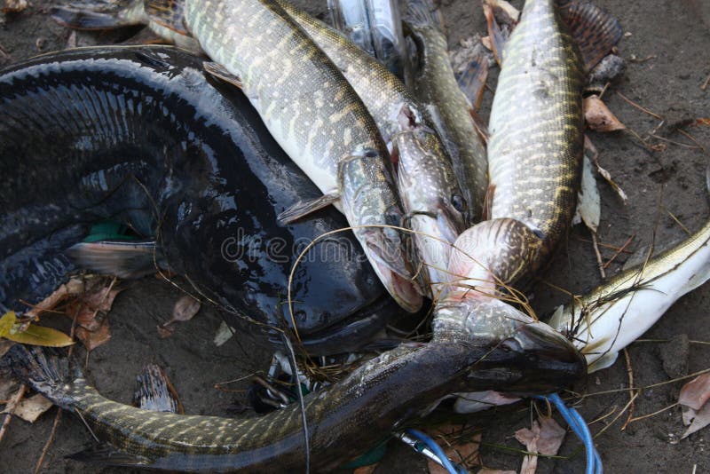 Wels stockbild. Bild von herbst, nave, verriegelung, koch - 63021247