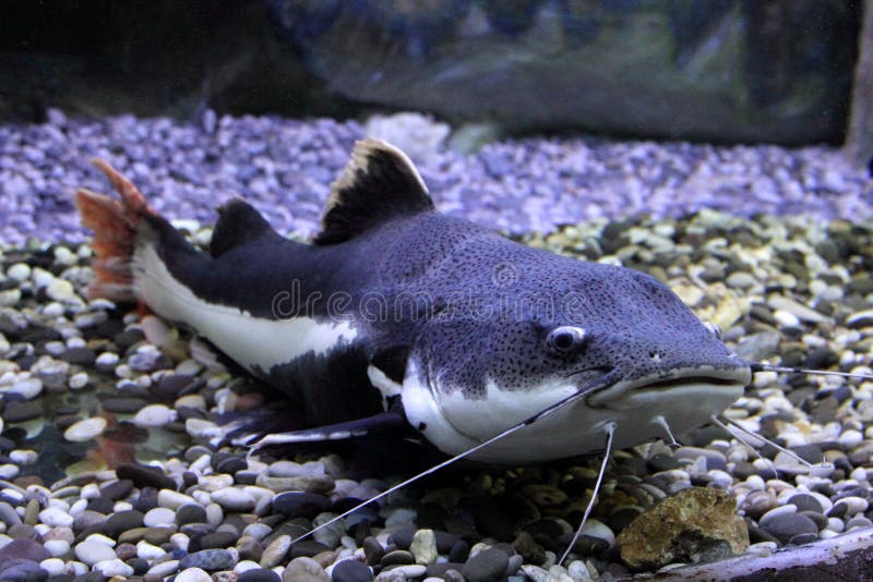 Wels catfish stock image. Image of close, catfish, aquarium - 59188139