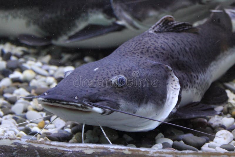 Wels catfish stock image. Image of close, catfish, aquarium - 59188139