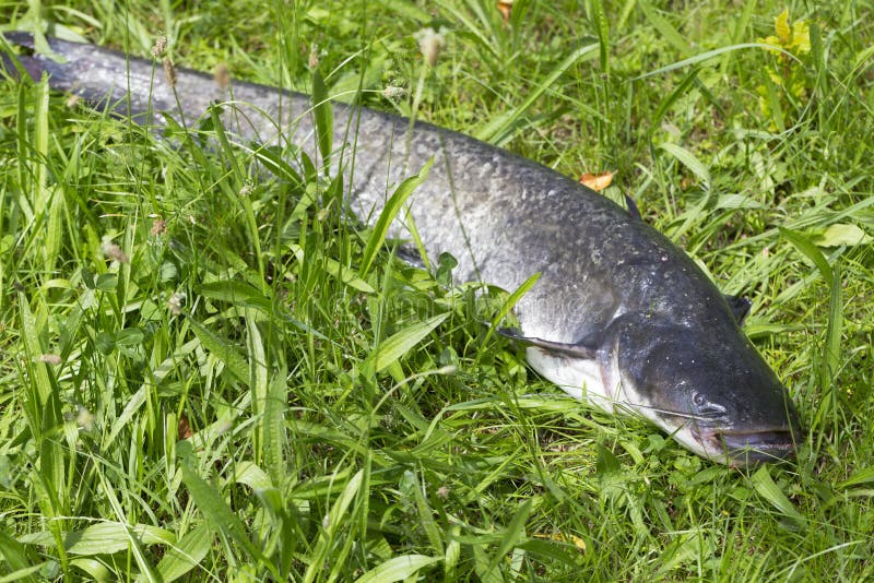 Wels Catfish - Silurus Glanis - En Detalle Imagen de archivo - Imagen ...