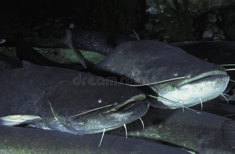 Wels Catfish, Silurus Glanis, Group of Adults Stock Image - Image of ...