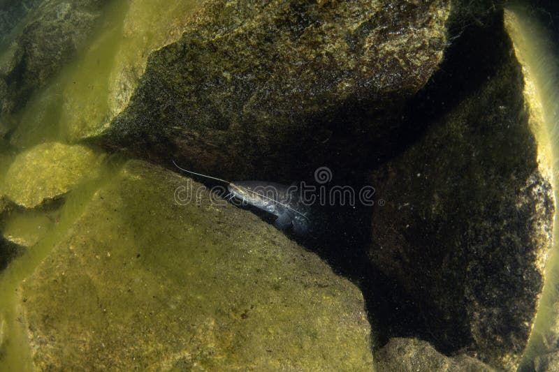 Wels Catfish, Silurus Glanis, Sheatfish, Wels Stock Image - Image of ...