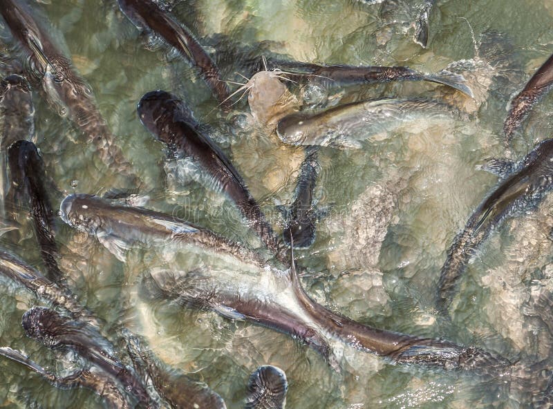 Welse Im Fluss Feeded Von Den Leuten Stockbild - Bild von schwarm, grau ...