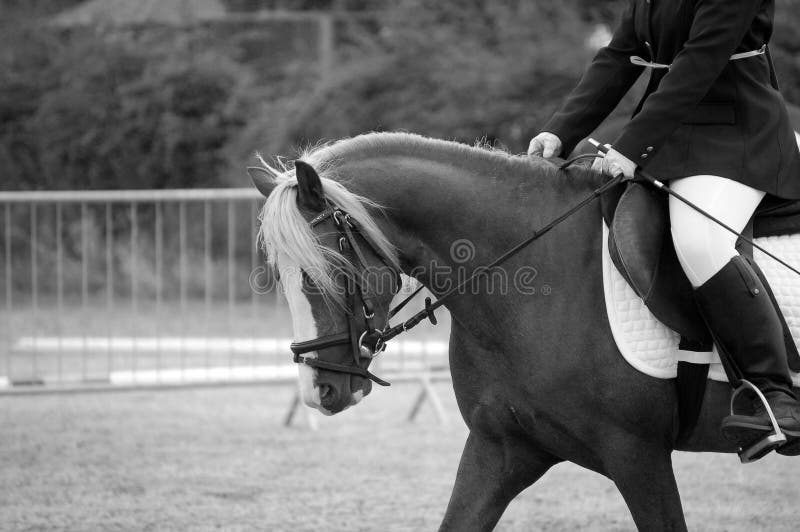 Welsh B Pony stock image. Image of breed, ridden, concentrating - 15423587