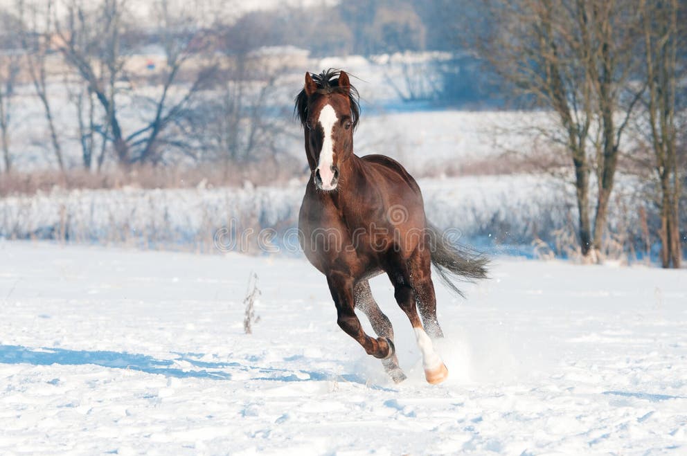 Welsh Brown Pony Stallion Runs Gallop in Front Stock Image - Image of ...