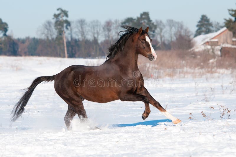 Welsh Brown Pony Stallion Runs Gallop, Winter Stock Photo - Image of ...
