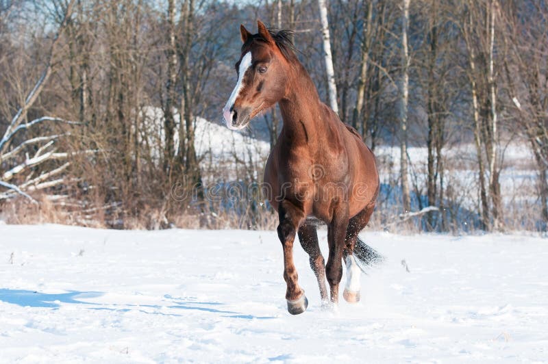 Welsh Brown Pony Stallion Runs Trot in Front Stock Photo - Image of ...