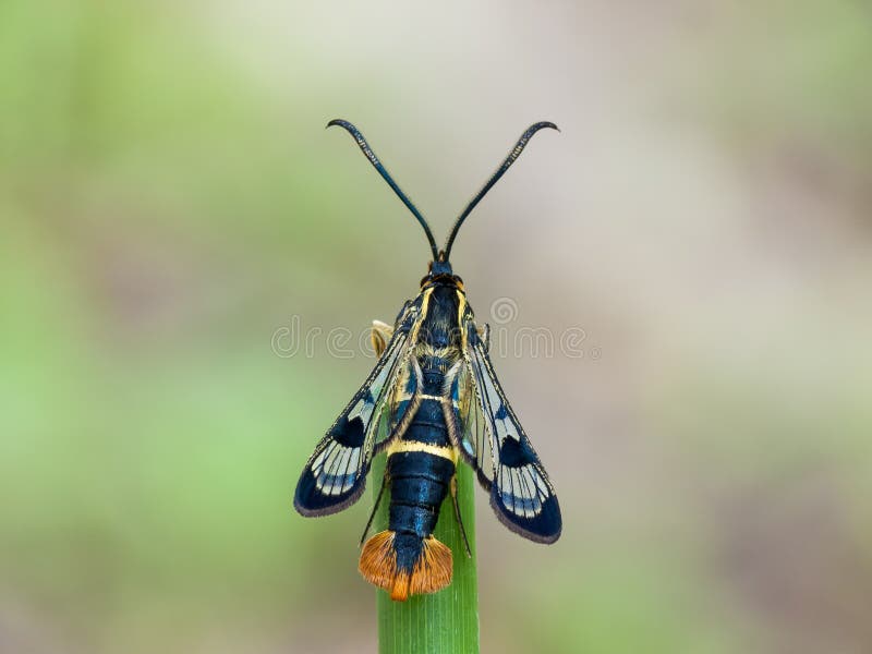 The Welsh Clearwing stock photo. Image of clearwing, birch - 31665832