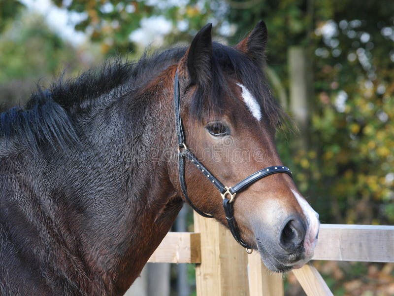 Welsh Cob Headshot stock image. Image of beauty, equestrian - 173827625