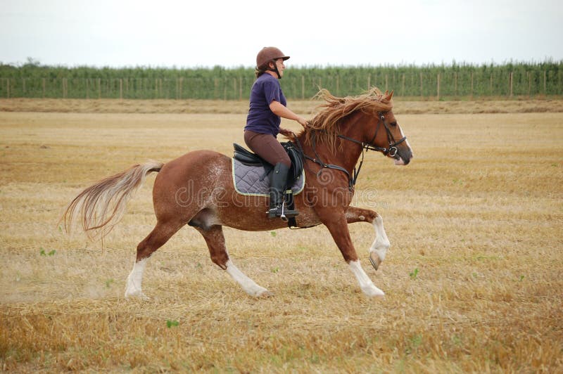 Welsh Cob pony stock photo. Image of ridden, competition - 15592442