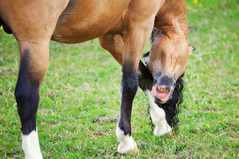 Welsh Cob Pony Scratching the Head Stock Photo - Image of animals ...