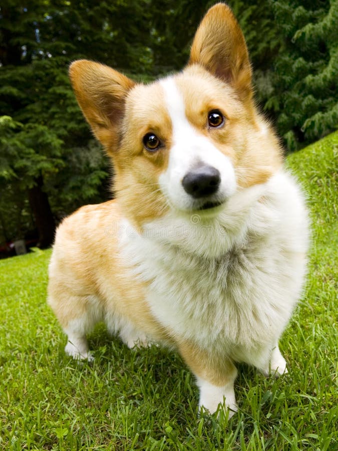 Welsh Corgi stock photo. Image of face, animal, welsh - 10050942