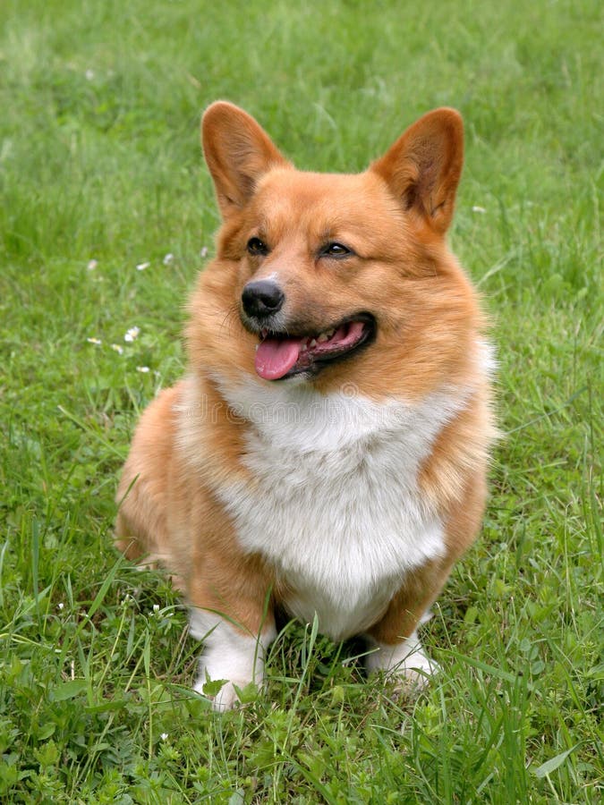 Welsh Corgi Cardigan dog stock image. Image of welsch - 30518715