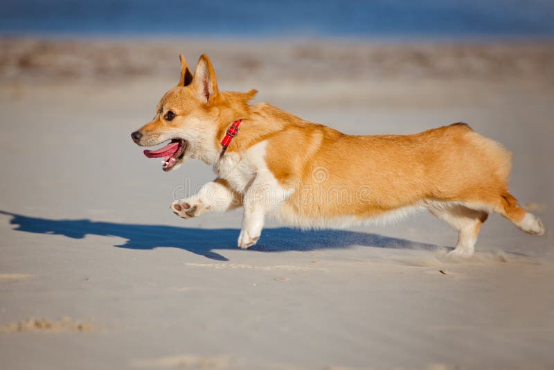 Welsh Corgi Cardigan Dog Running on a Beach Stock Image - Image of ...