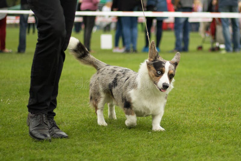 Welsh Corgi Cardigan Dog during the Show in the Ring Editorial ...