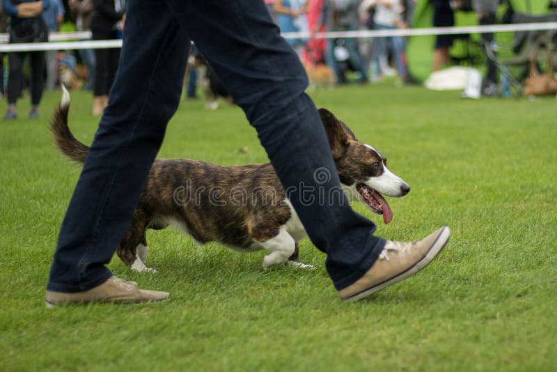 Welsh Corgi Cardigan Dog during the Show in the Ring Editorial Image ...