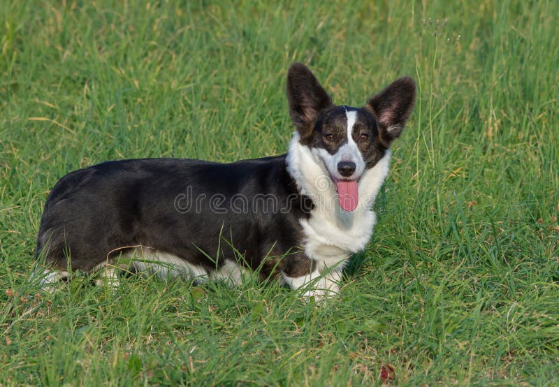 Welsh Corgi Cardigan Tricolor with Brindle Points Stock Image - Image ...