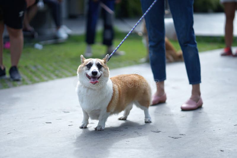 Welsh Corgi Dog Walking Side by Side with His Owner Stock Photo - Image ...