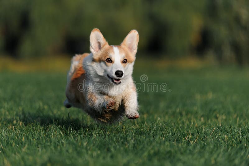 Welsh Corgi stock photo. Image of puppy, smile, field - 48549180