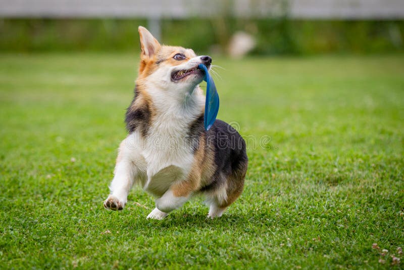 The Welsh Corgi Dog Plays with the Frisbee in the Grass Stock Photo ...